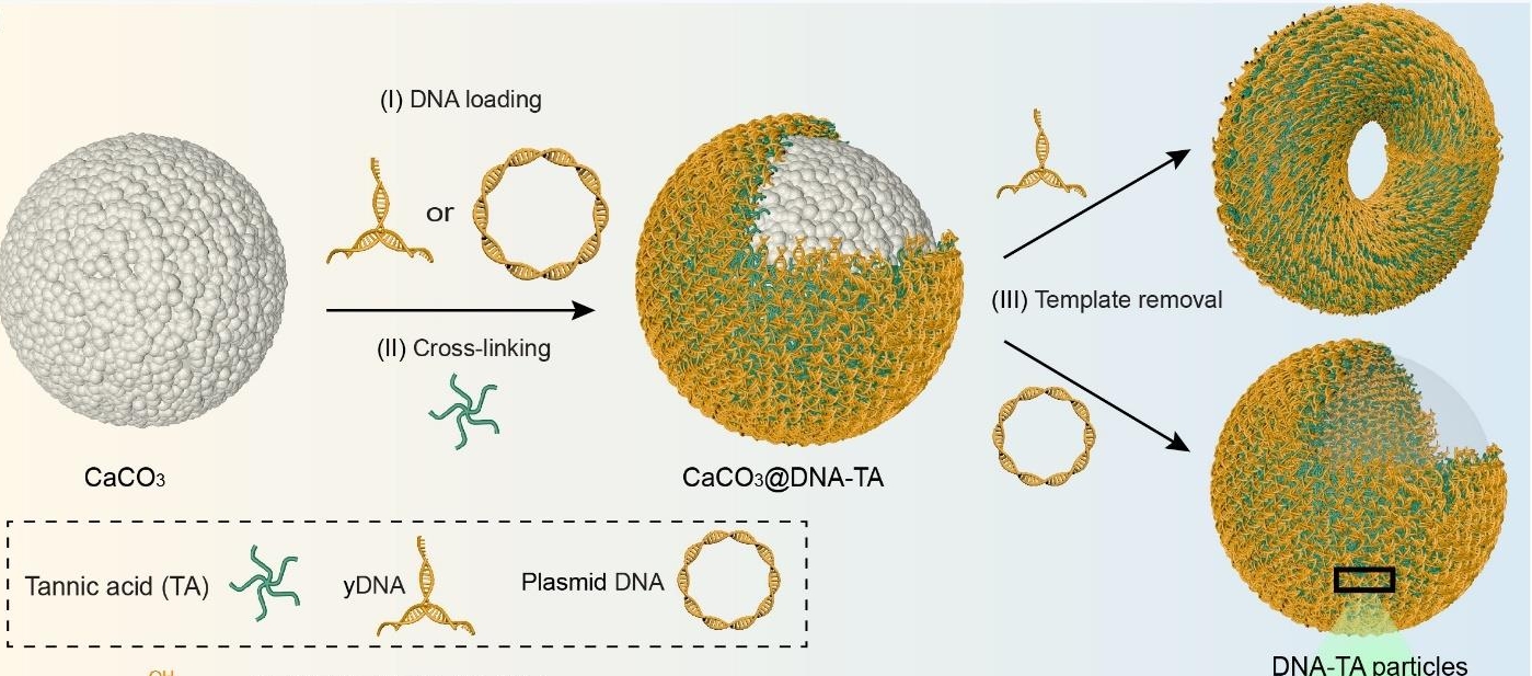 Publications – Jiajing Zhou